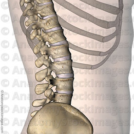 Anatomy Stock Images | torso-spine-intervertebral-discs-vertebrae-disc ...