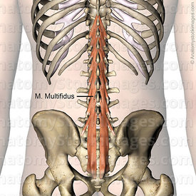 Anatomy Stock Images | Spine