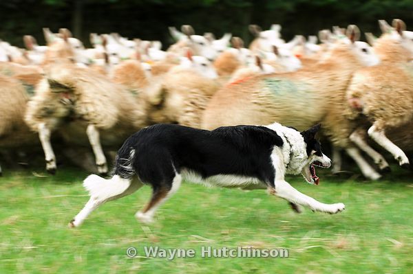 Wayne Hutchinson Photography | Collie sheepdog rounding sheep up