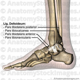 Anatomy Stock Images | Ankle