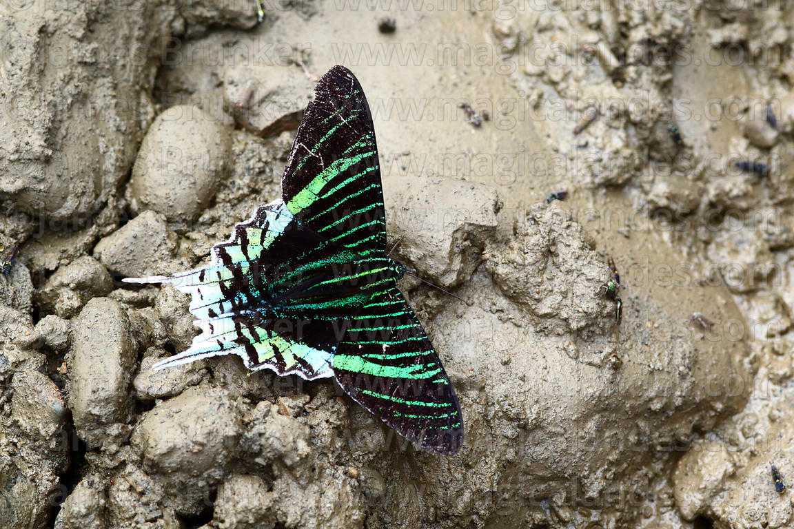 Magical Andes Photography | Green-banded Urania moth ( Urania leilus ...