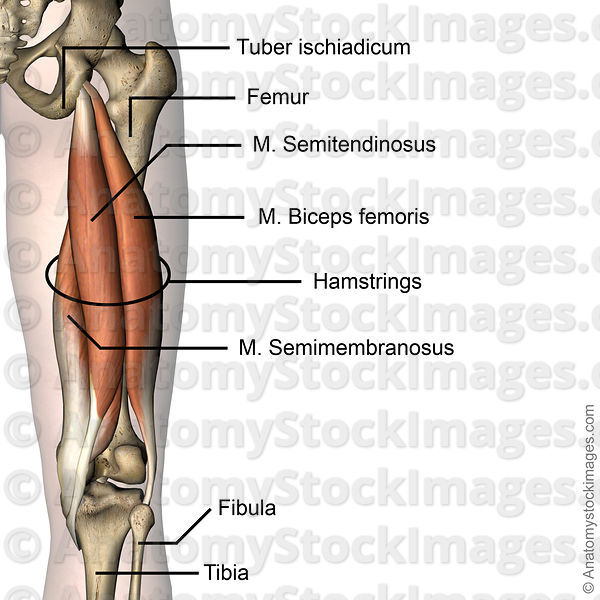 Anatomy Stock Images | hip-hamstring-hamstrings-semi-membranosis-biceps ...