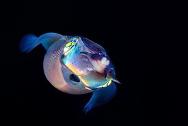 Photo sous marine et photos de plongée: Céphalopode