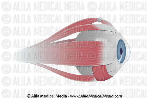 Alila Medical Media | Muscles of the eye, unlabeled diagram. | Medical ...