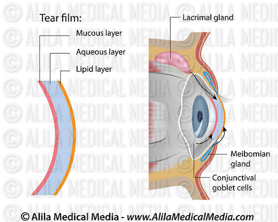 Alila Medical Media | Tear film formation | Medical illustration
