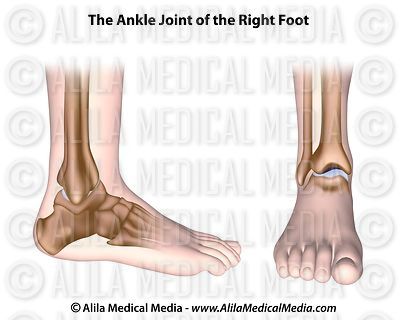 Bones Of The Foot Unlabeled
