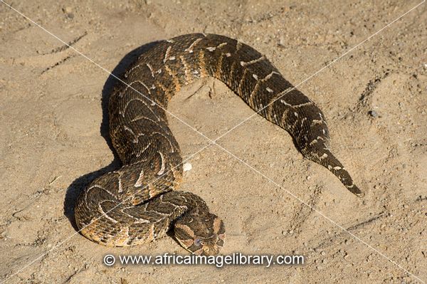 Photos and pictures of: Puff adder, Bitis arietans, South Africa | The ...