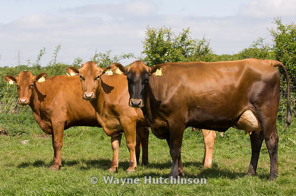 Wayne Hutchinson Photography | Danish Red dairy cattle in field ...