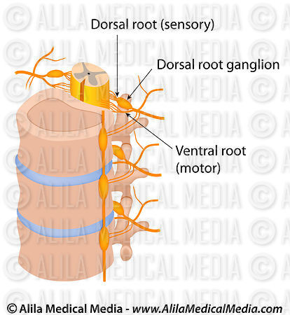 Alila Medical Media Male Reproductive Organs Dorsal