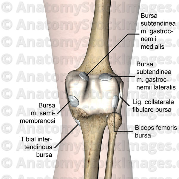 Anatomy Stock Images | knee-articulatio-genus-bursa-collaterale ...