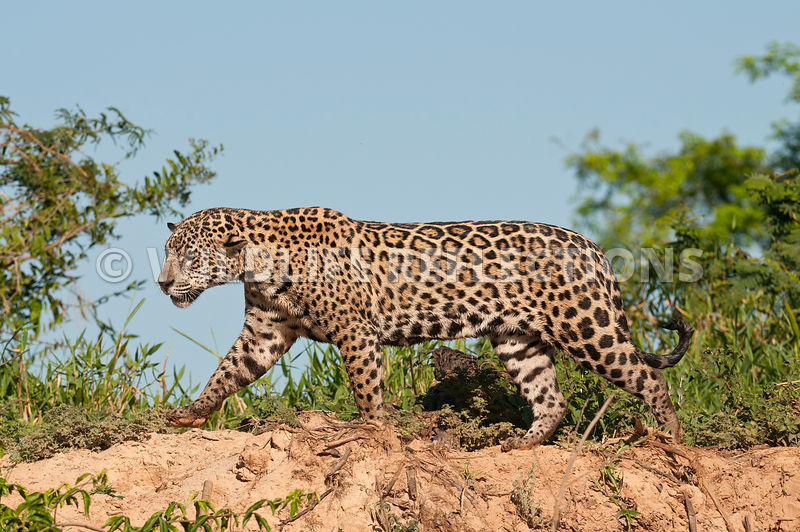 Wildlife Reflections Photography | jaguar_riverbank_walk_sky09081306_