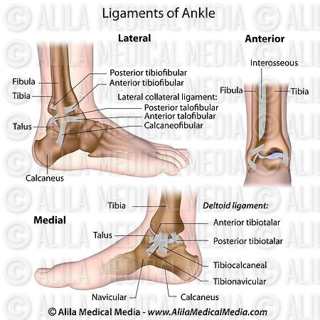 Alila Medical Media | Ligaments of ankle labeled. | Medical illustration