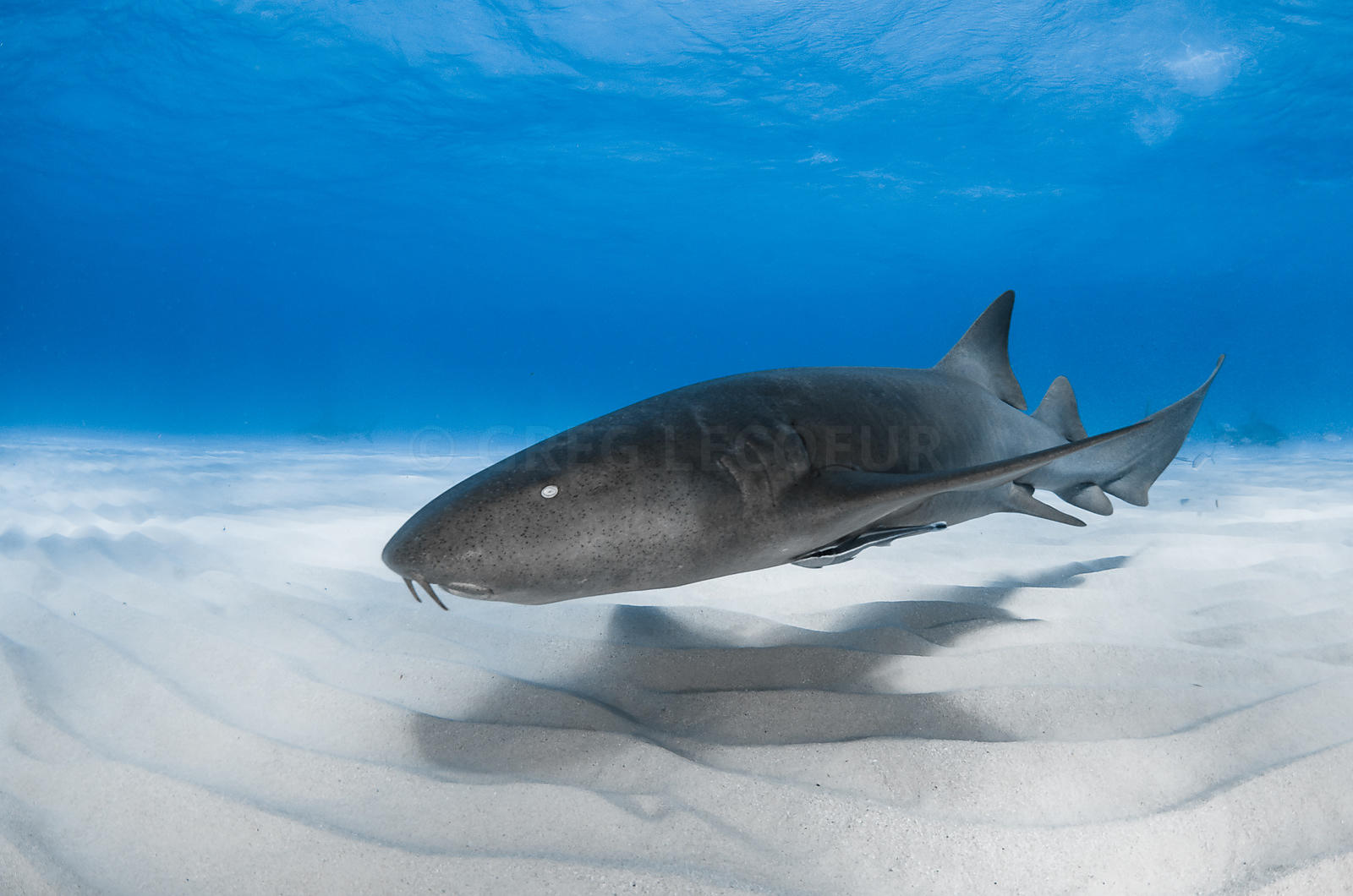 Greg Lecoeur Underwater and Wildlife Photography | Requin Nourrice