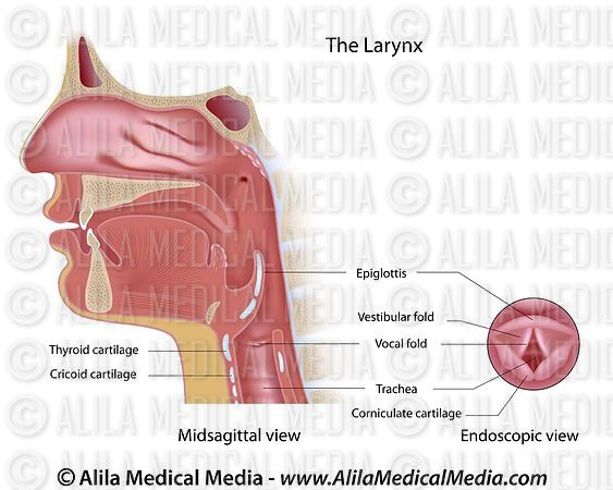 Alila Medical Media | Larynx anatomy, labeled diagram. | Medical ...