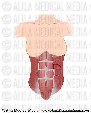 Alila Medical Media | Abdominal muscles layers. | Medical illustration