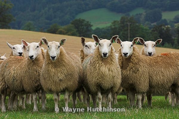 Wayne Hutchinson Photography | Welsh Mules out of Welsh Mountain ewes ...