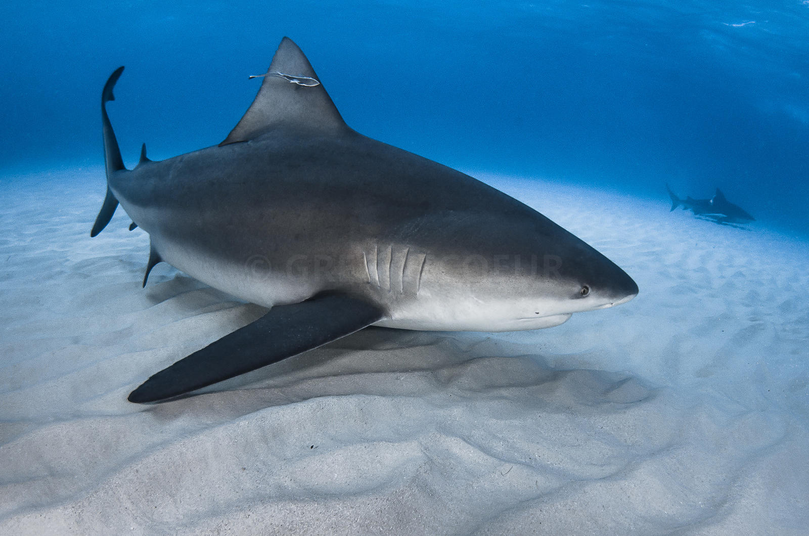 Greg Lecoeur Underwater and Wildlife Photography | Requin Bouledogue