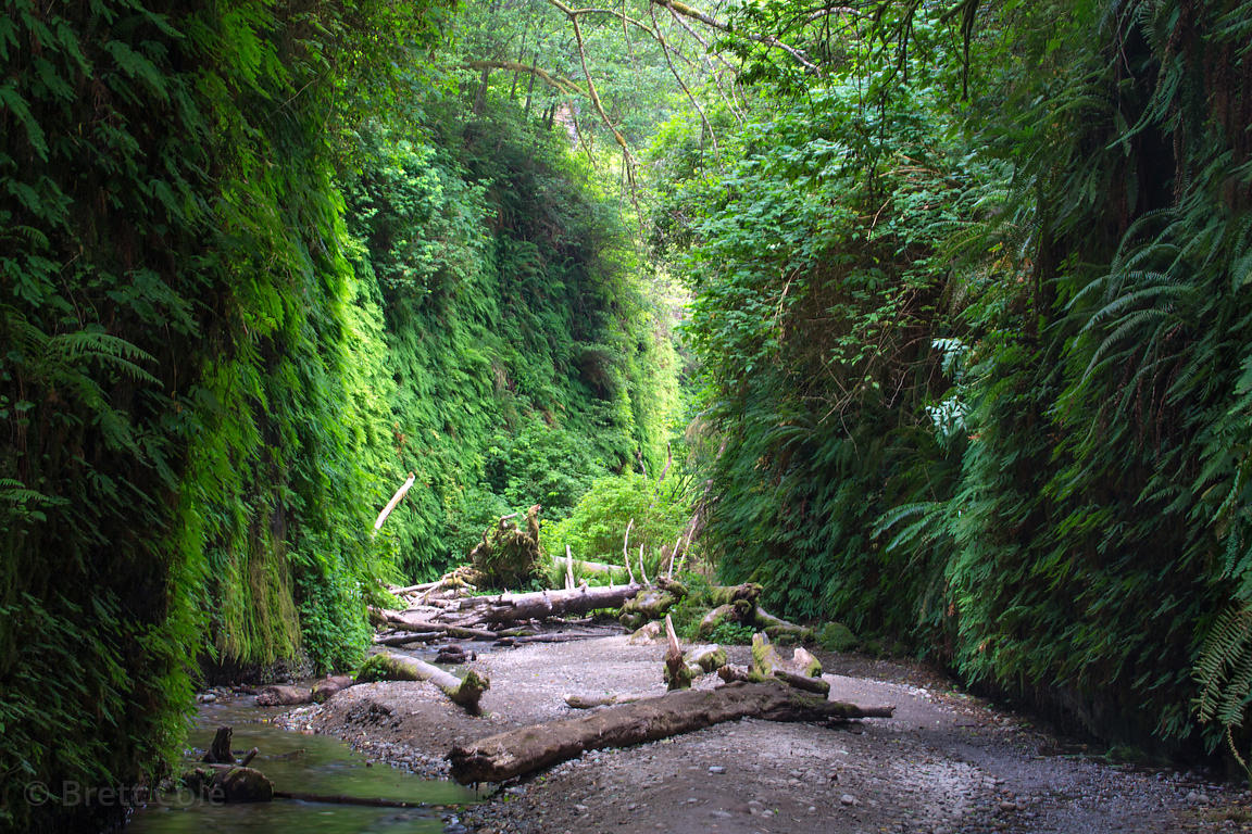 Brett Cole Photography | Lush Fern Canyon, Prairie Creek Redwoods State ...