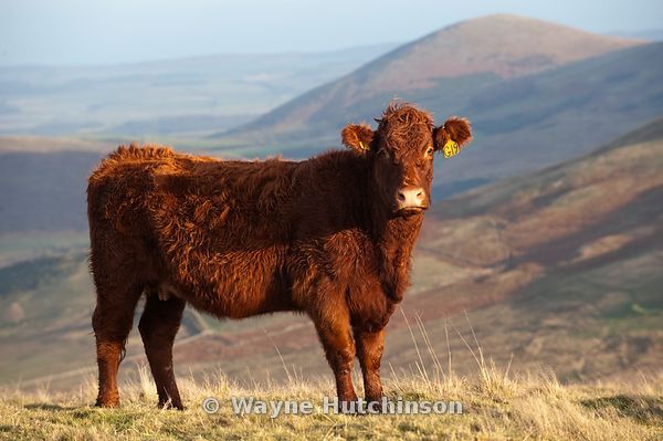 Wayne Hutchinson Photography | Luing cattle grazing on hill pastures