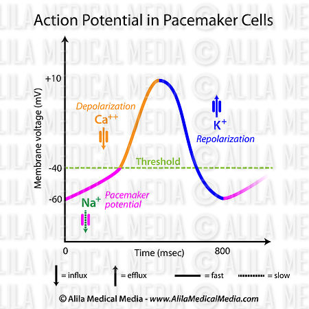 Alila Medical Media | Potencial de ação em células de marcapasso ...