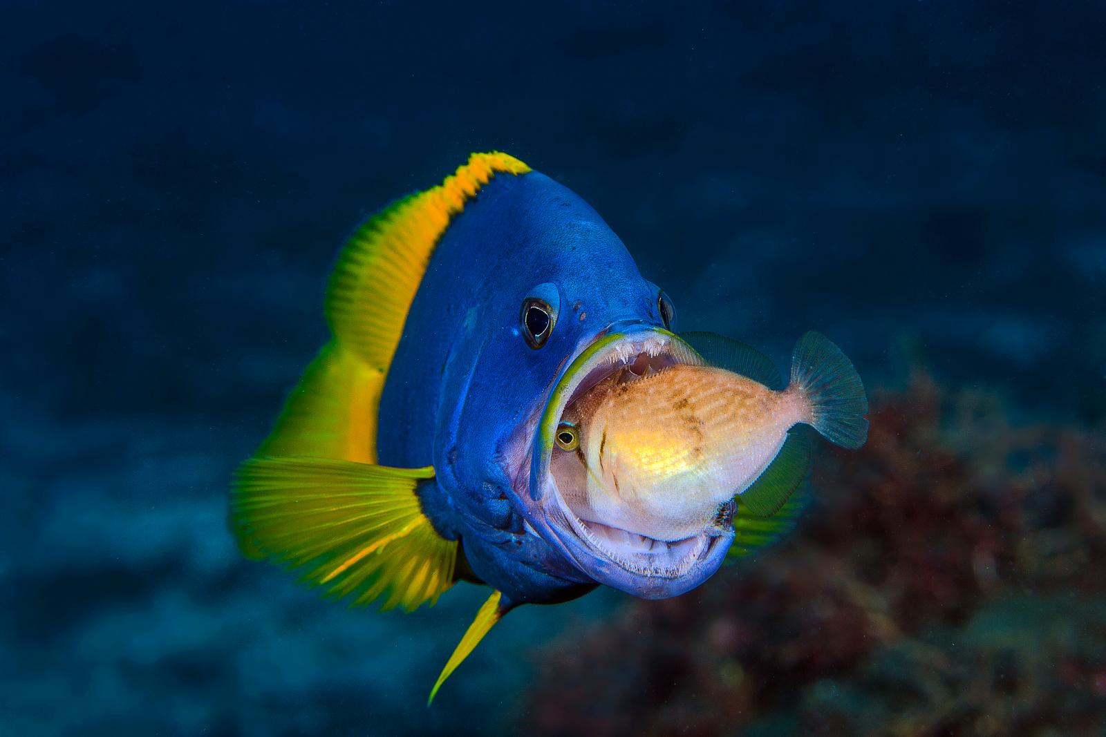 Photo sous marine - photographe sous marin / Mérou faraud juvénile