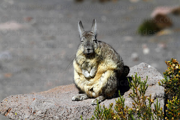 Magical Andes Photography | Southern viscacha ( Lagidium viscacia ...