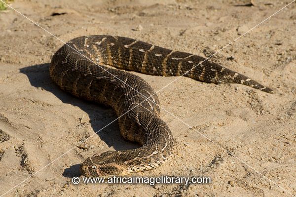 Photos and pictures of: Puff adder, Bitis arietans, South Africa | The ...