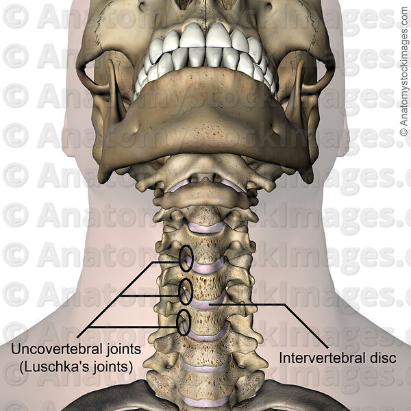 Anatomy Stock Images | neck-uncovertebral-joint-luschkas-joints ...