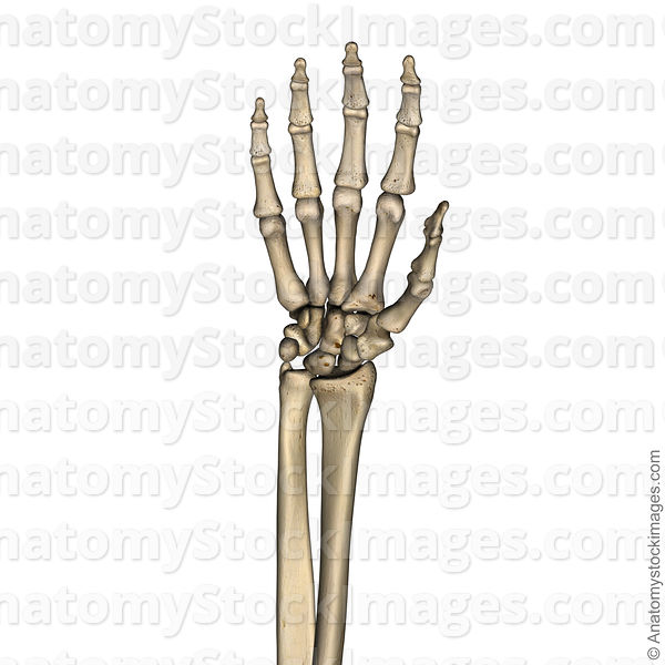 Anatomy Stock Images | forearm-wrist-carpal-bones-hamate-triquetrum ...