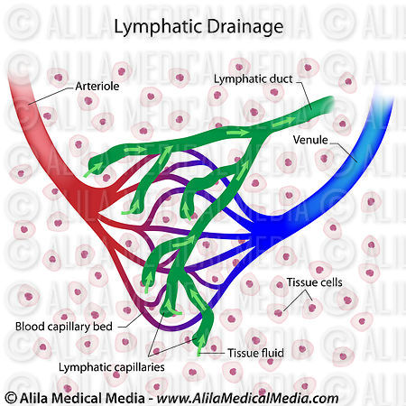 Alila Medical Media | Lymphatic drainage | Medical illustration