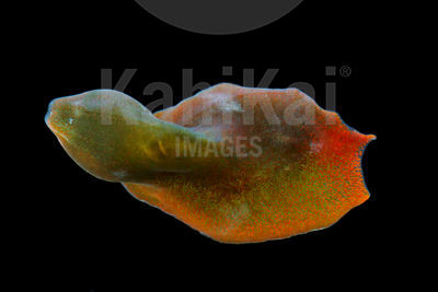 Acoelomorpha - Alchetron, The Free Social Encyclopedia