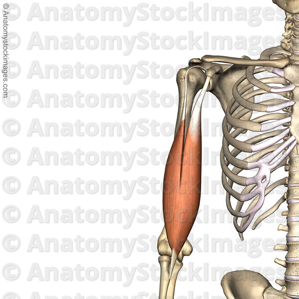 Anatomy Stock Images | shoulder-musculus-biceps-brachii-caput-longum ...