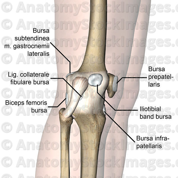 Anatomy Stock Images | knee-articulatio-genus-bursa-infrapatellaris ...