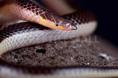 reptile photography