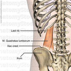 Anatomy Stock Images | Spine