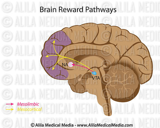 Alila Medical Media | Major brain reward pathways | Medical illustration