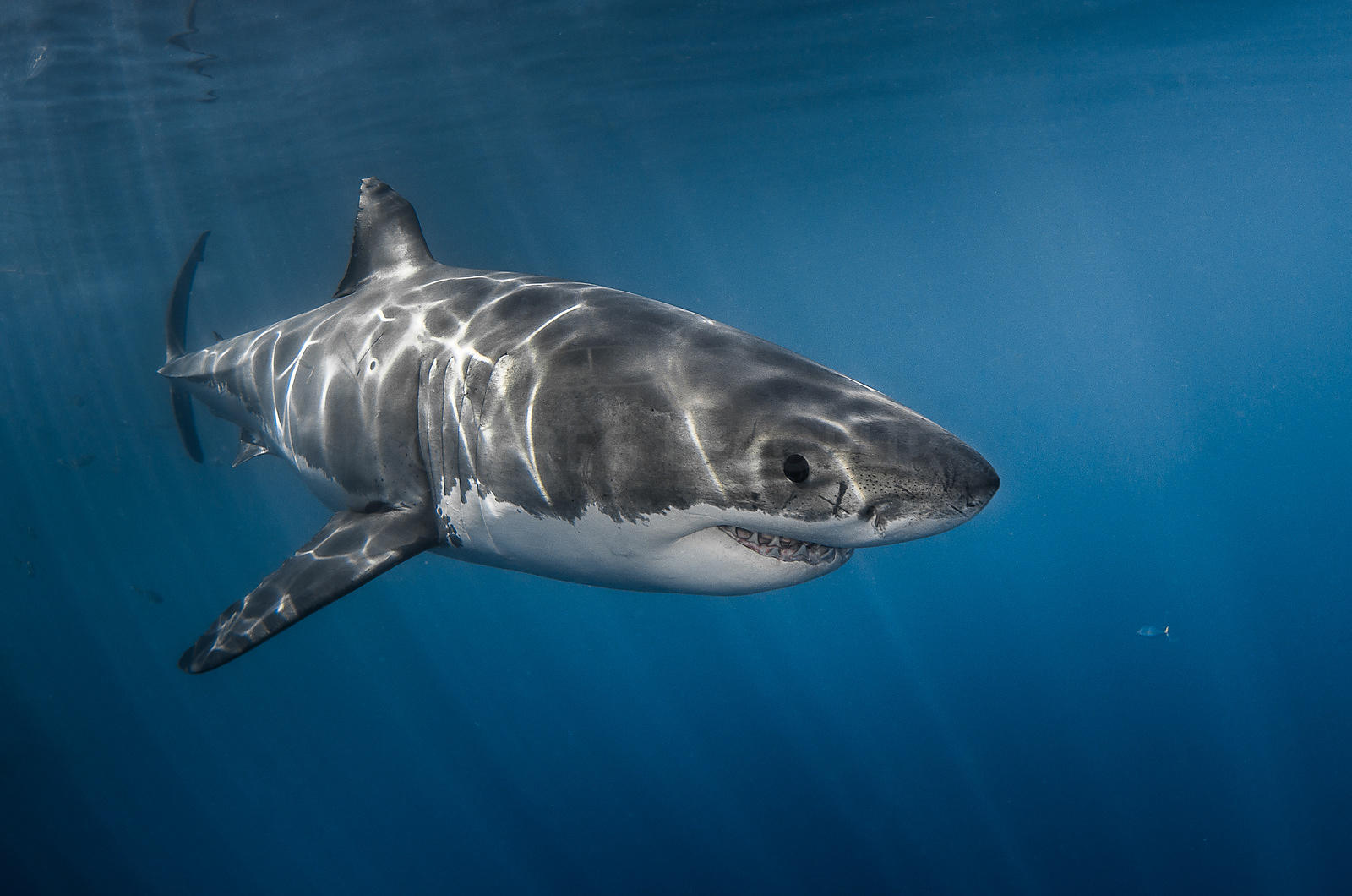 Greg Lecoeur Underwater and Wildlife Photography | Carcharodon carcharias