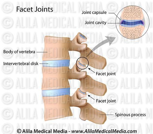 Alila Medical Media | Facet joints labeled. | Medical illustration