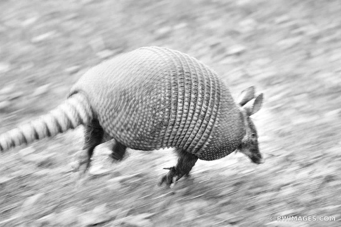 Photo Print of ARMADILLO ESCAPE CUMBERLAND ISLAND GEORGIA BLACK AND ...