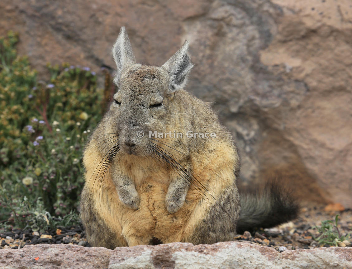 Martin Grace Photography | Mountain Viscacha or Vizcacha (Lagidium ...