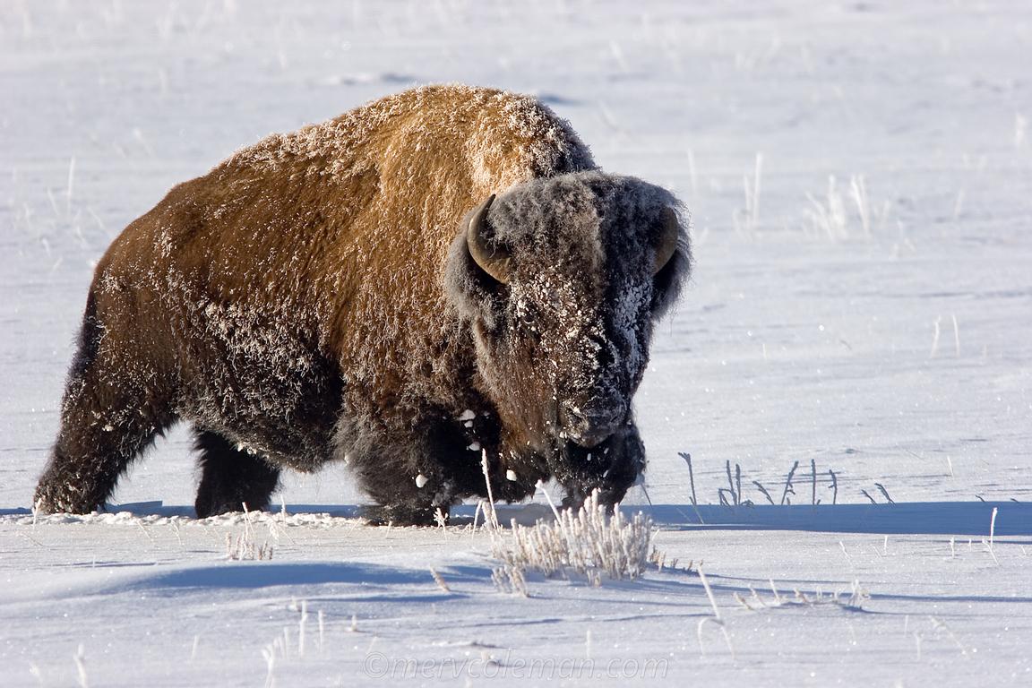 Mervin Coleman Photography | 512 Bison In Snow
