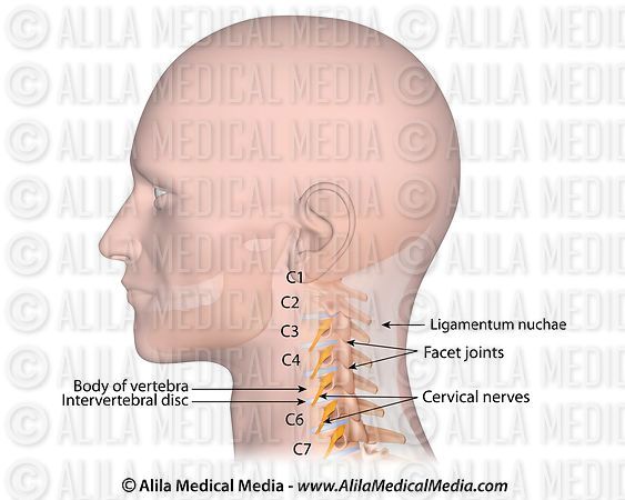 Alila Medical Media | Cervical spine | Medical illustration