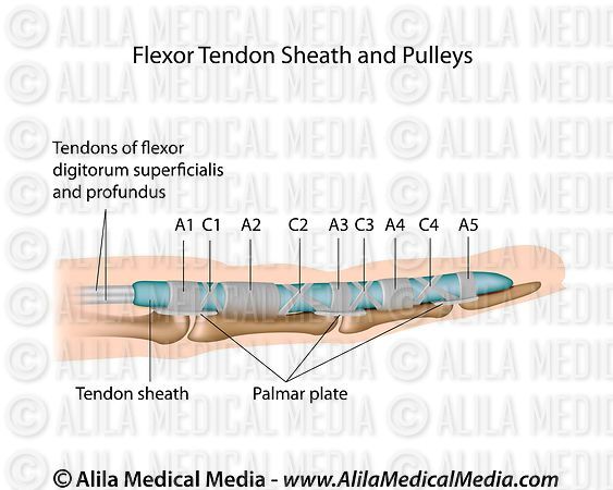 Alila Medical Media | Finger Tendon Sheath and Pulleys labeled ...