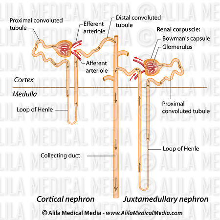 Alila Medical Media | Nephron structure labeled. | Medical illustration