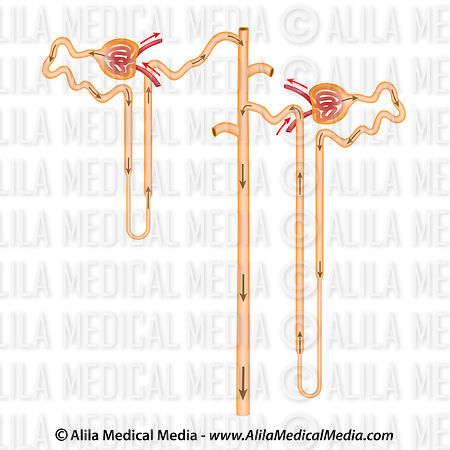 Unlabelled Nephron Structure