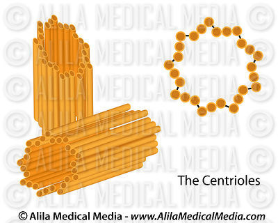 Alila Medical Media | Medical Genetics Images & Videos