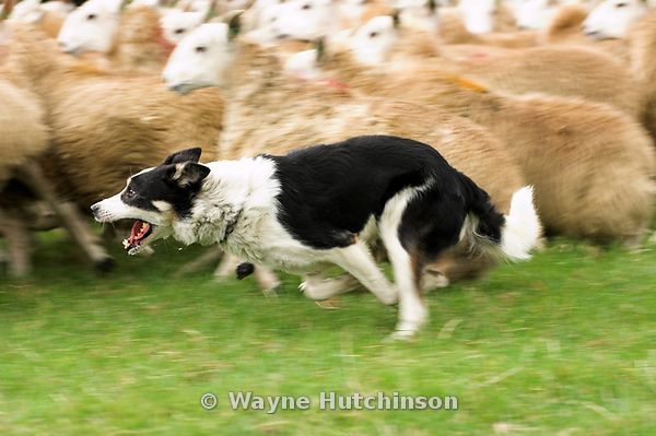 Wayne Hutchinson Photography | Collie sheepdog rounding sheep up