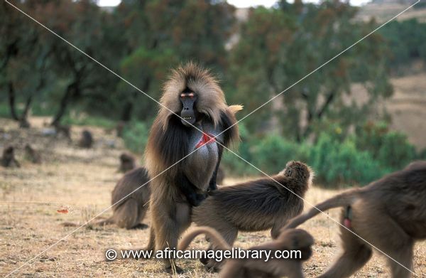 Photos and pictures of: Gelada baboons mating, Theropithecus gelada ...
