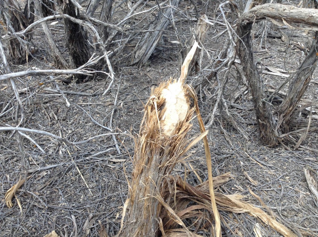 Beavers Build Dams to Battle Drought - Medill Reports Chicago