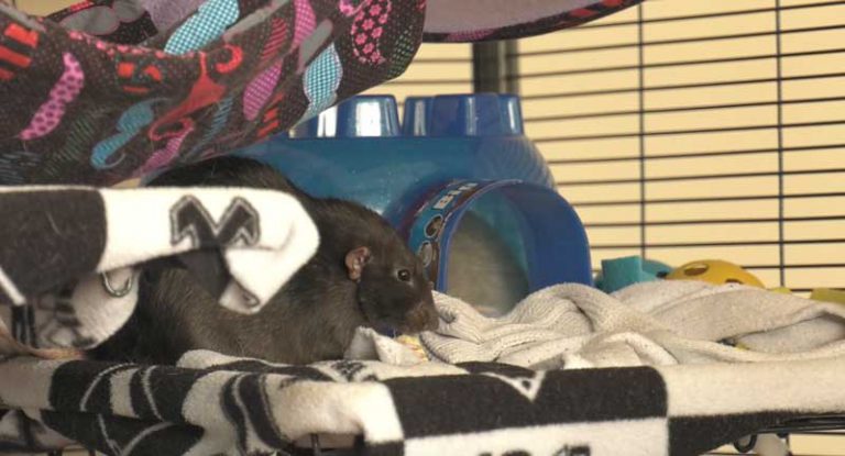 Chicago rats — Are they friend or foe? - Medill Reports Chicago